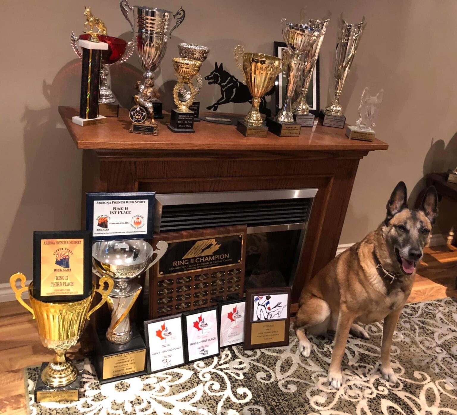 The Ultimate Guide to French Ring Sport - Soldat d'Elite Malinois Kennel