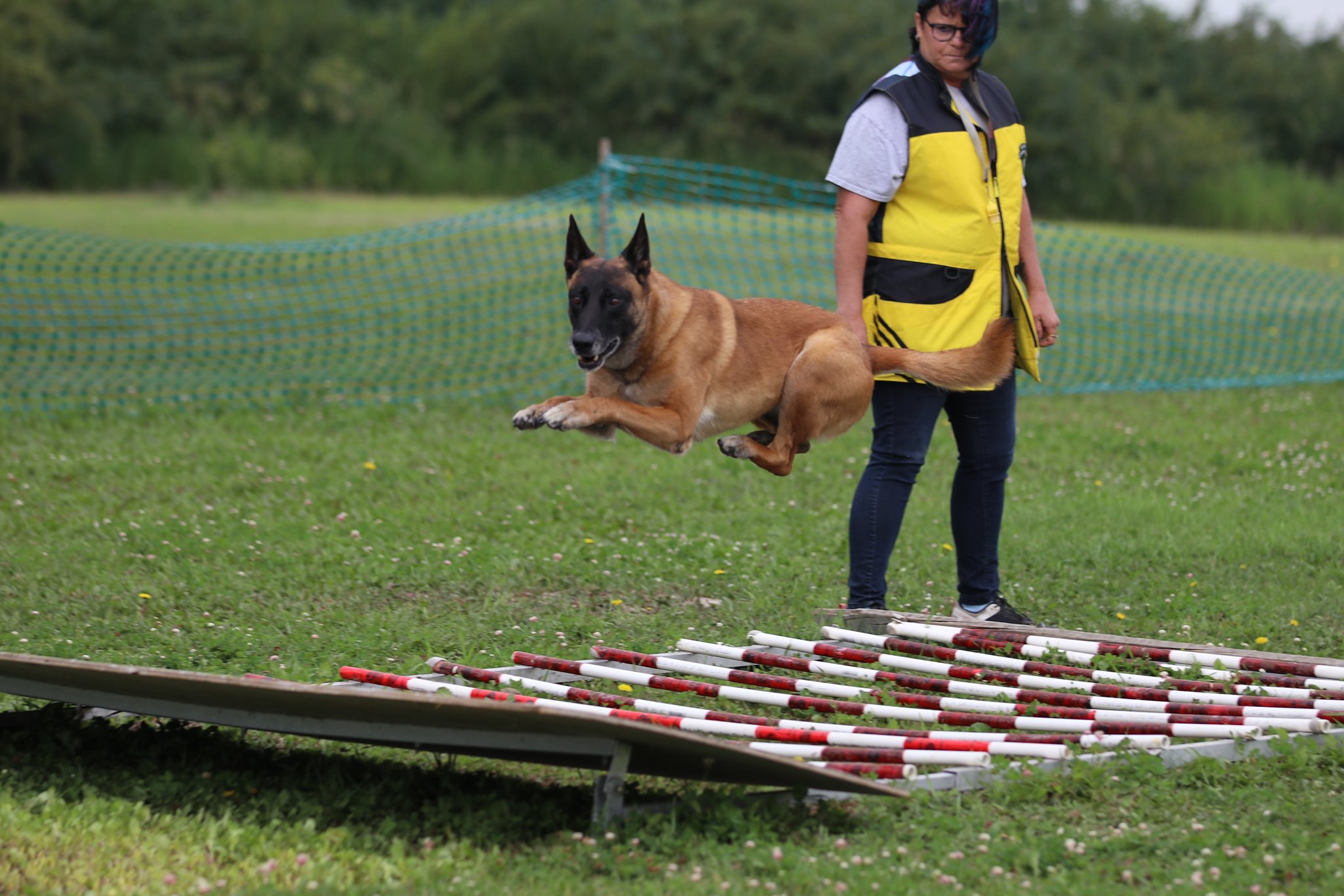 The Ultimate Guide to French Ring Sport - Soldat d'Elite Malinois Kennel