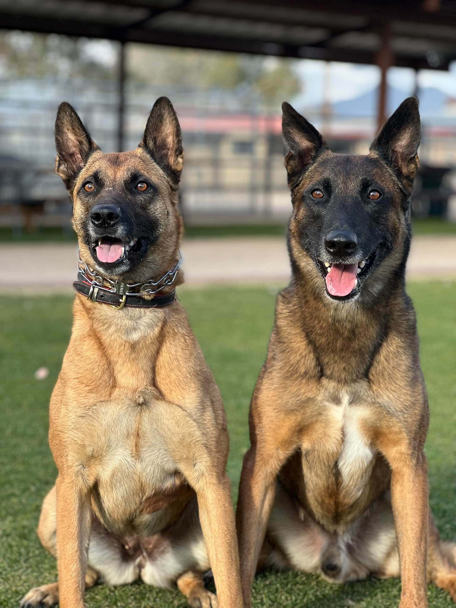 What Is It Actually Like To Own A Belgian Malinois? - Soldat d'Elite ...