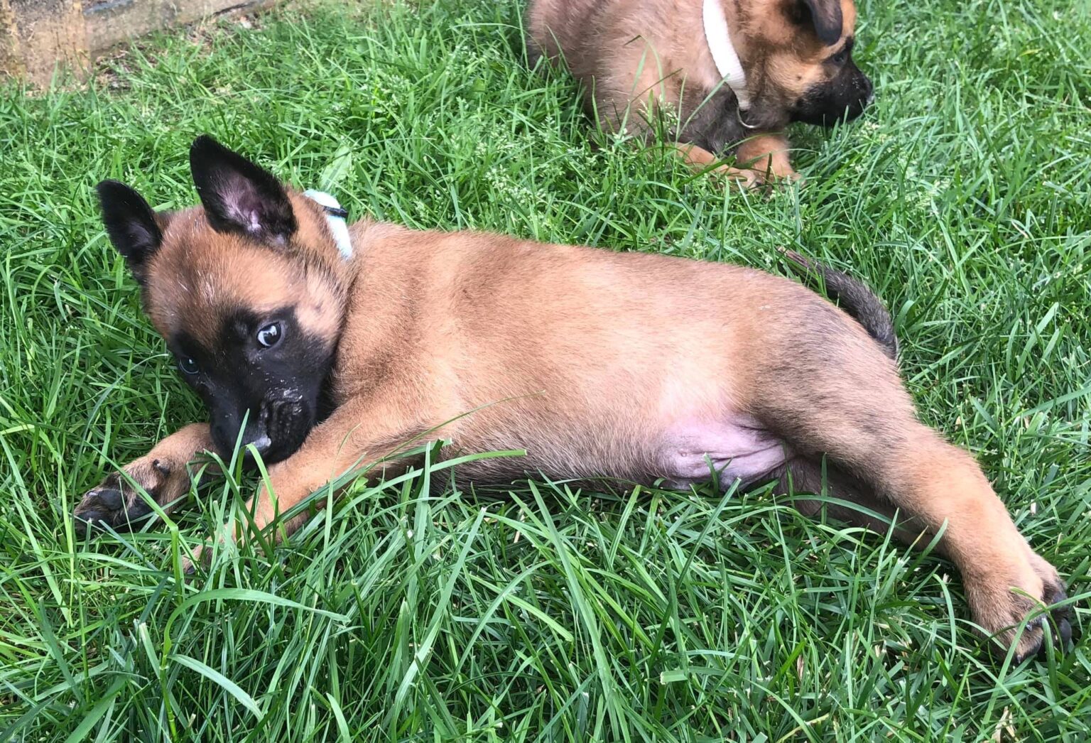 Temperament vs. Appearance: What To Consider When Choosing A Malinois ...