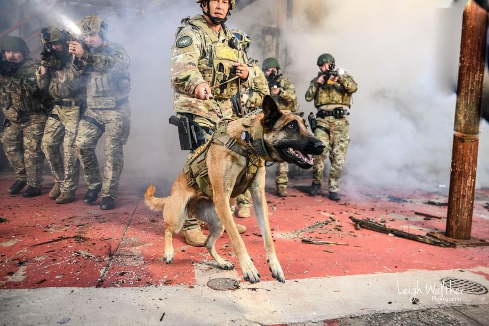Home - Soldat d'Elite Malinois Kennel